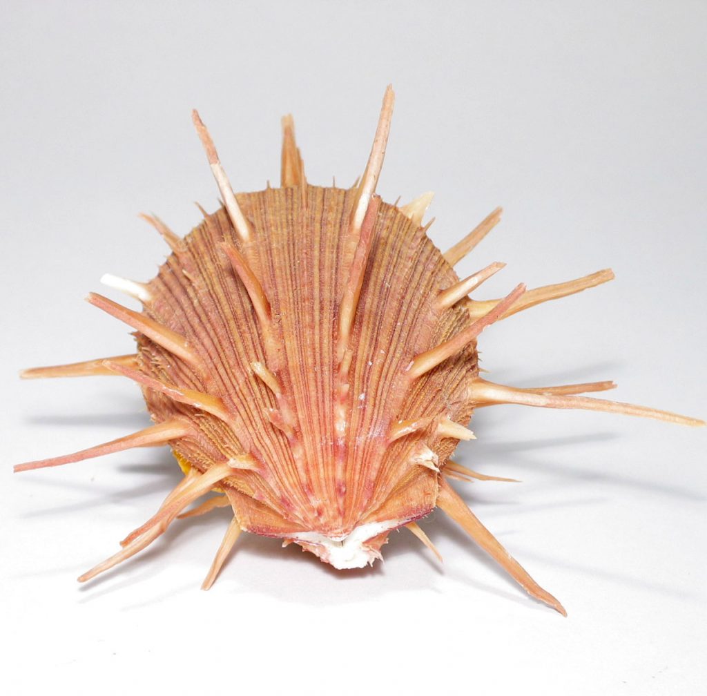 Spondylus Regius – AN ATOLL