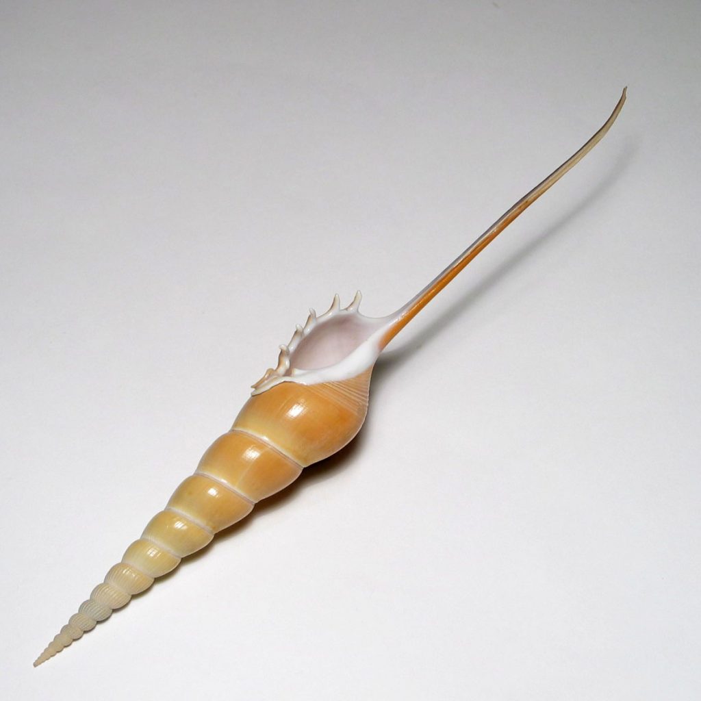 Tibia Fusus – AN ATOLL